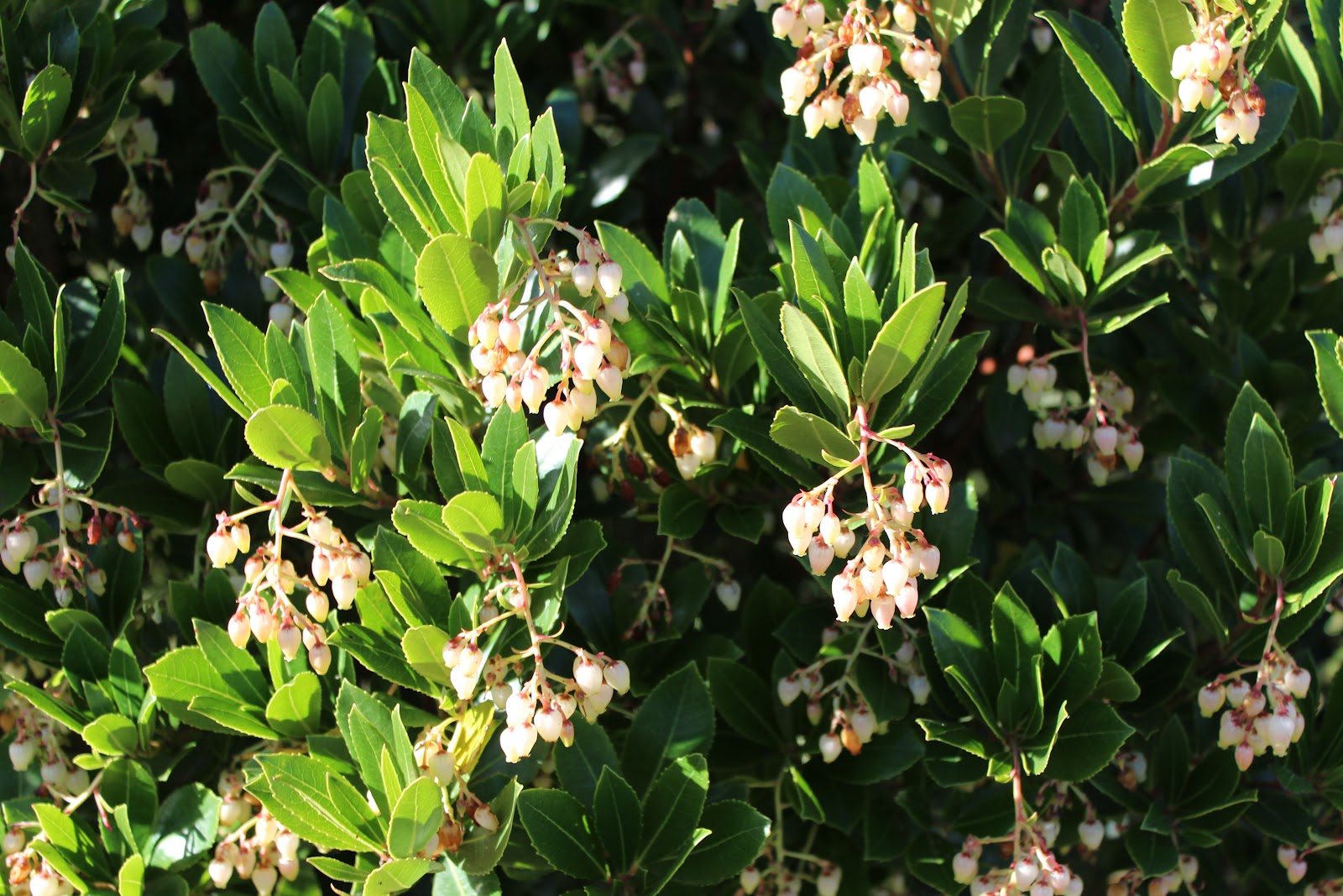 Florez Nursery: Arbutus unedo, Irish Strawberry Tree