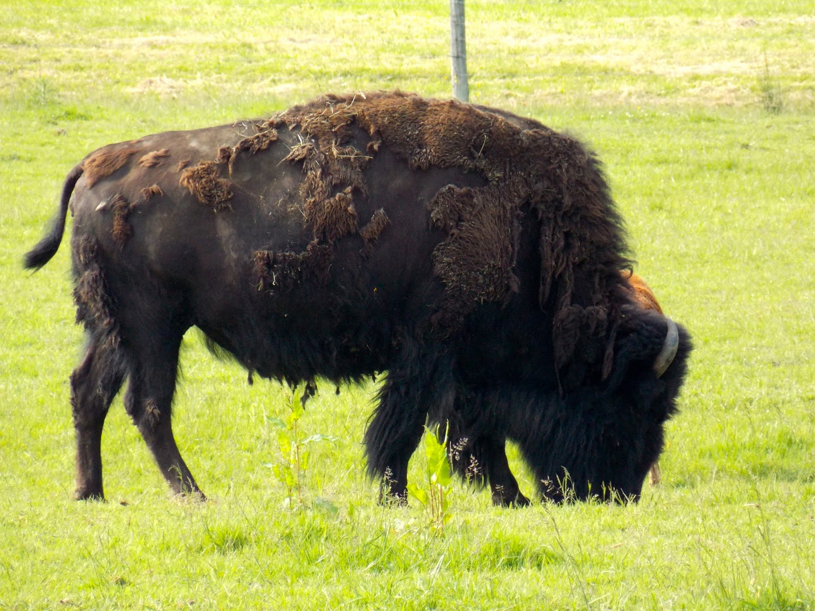 The Happy Nomads : Back on the Road, Part 1: Buffalo, Deer, and Lighthouses