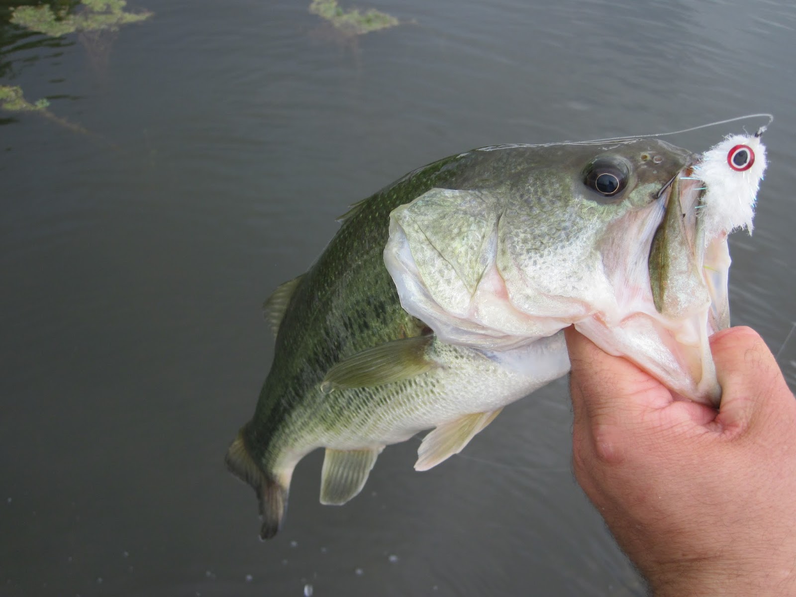 2FlyFish4: Bass Thumb