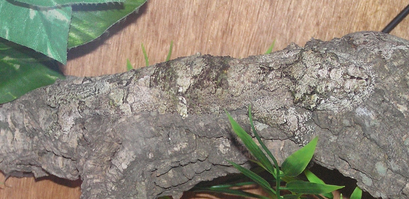 Our Herp Class: NATURAL HISTORY: The Leaf-Tailed Gecko!
