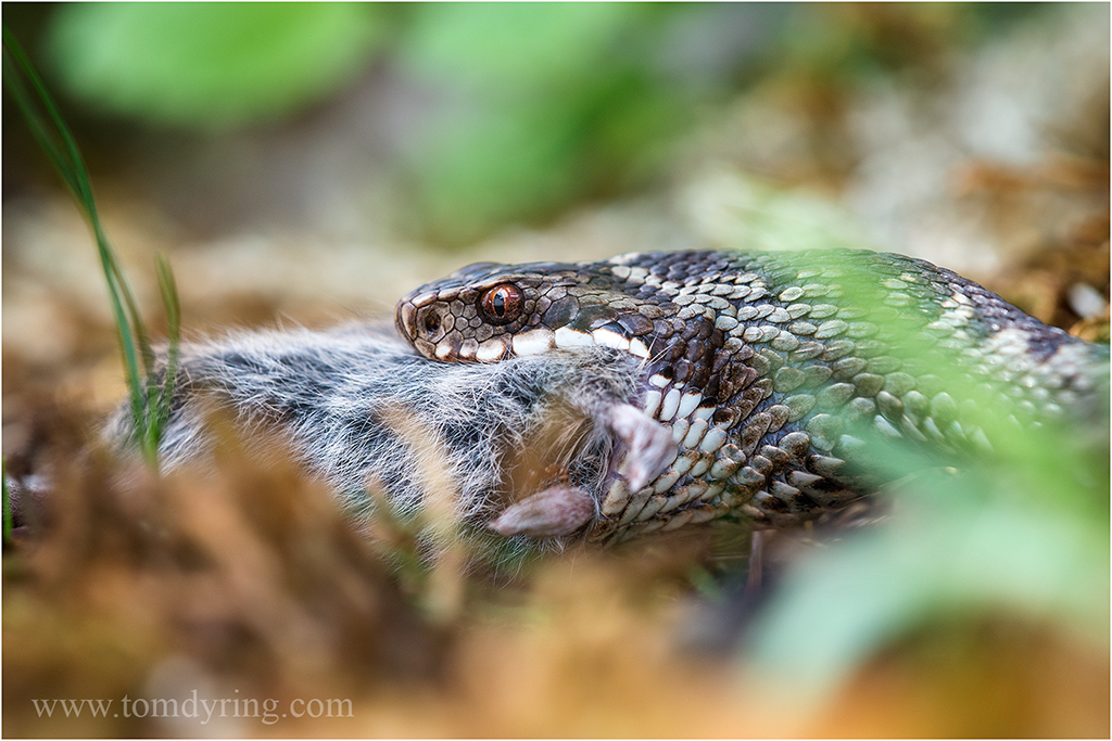 TOM DYRING WILDPHOTO / NN: ADDERS WITH PREY / HUGGORM