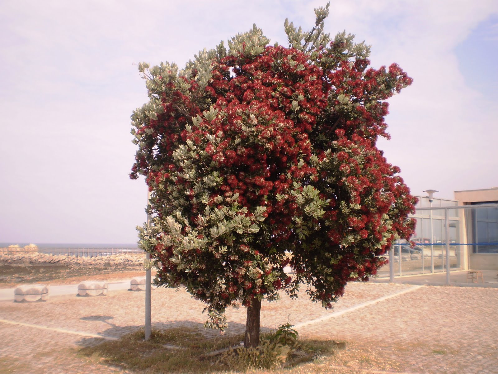 SERRAVALIMAR: ÁRVORES MELÍFERAS