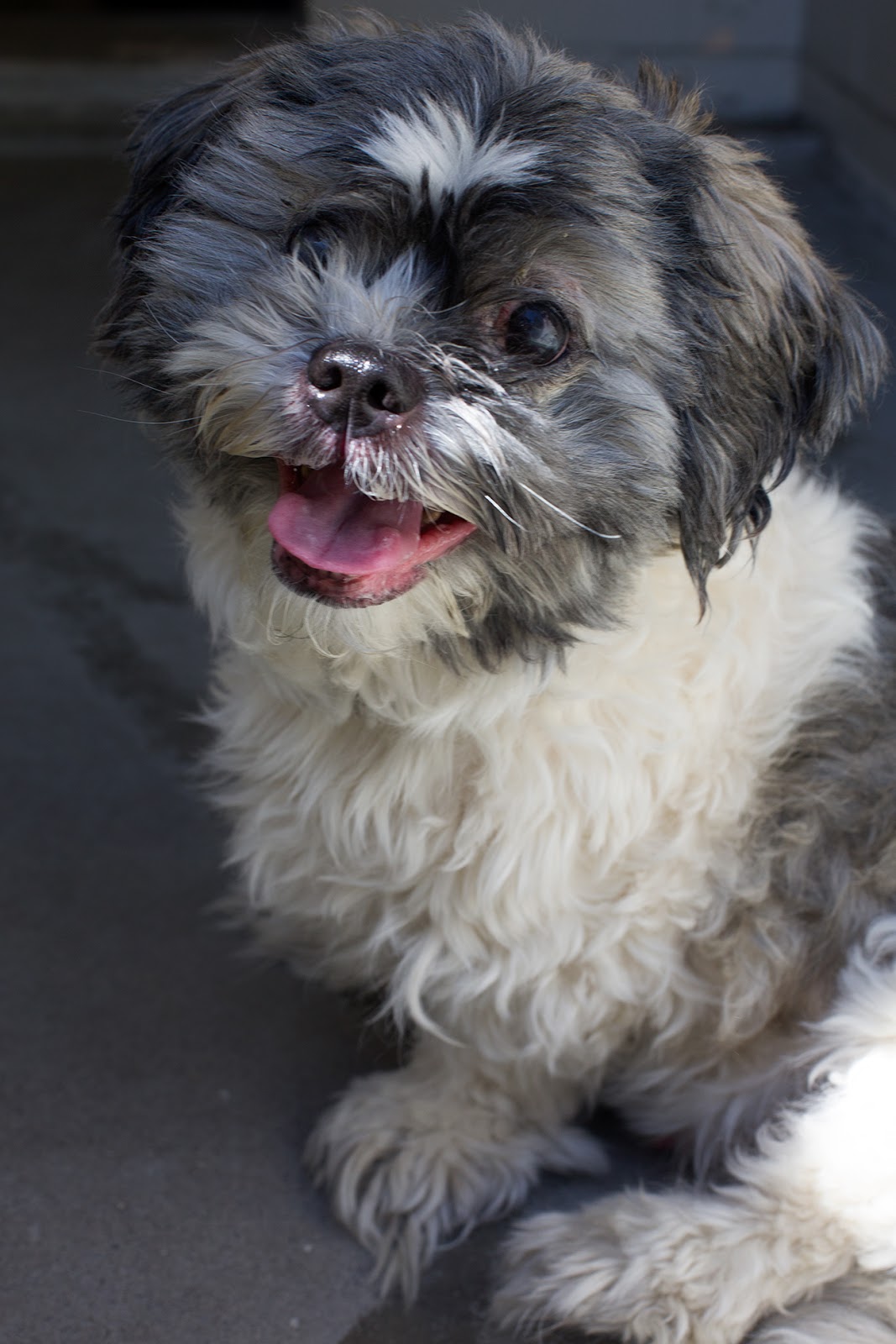 Shelter Dogs of Portland: " CLARK KENT " Sweetheart senior shih tzu