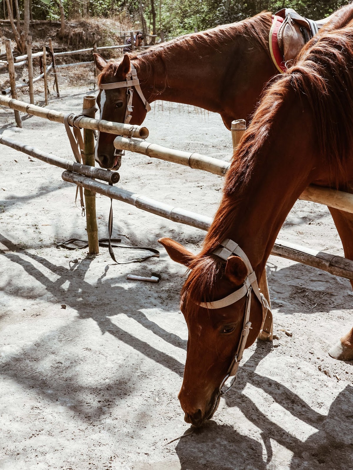Belajar Berkuda di Bale Kuda Stable Yogyakarta | DUCKOFYORK ...