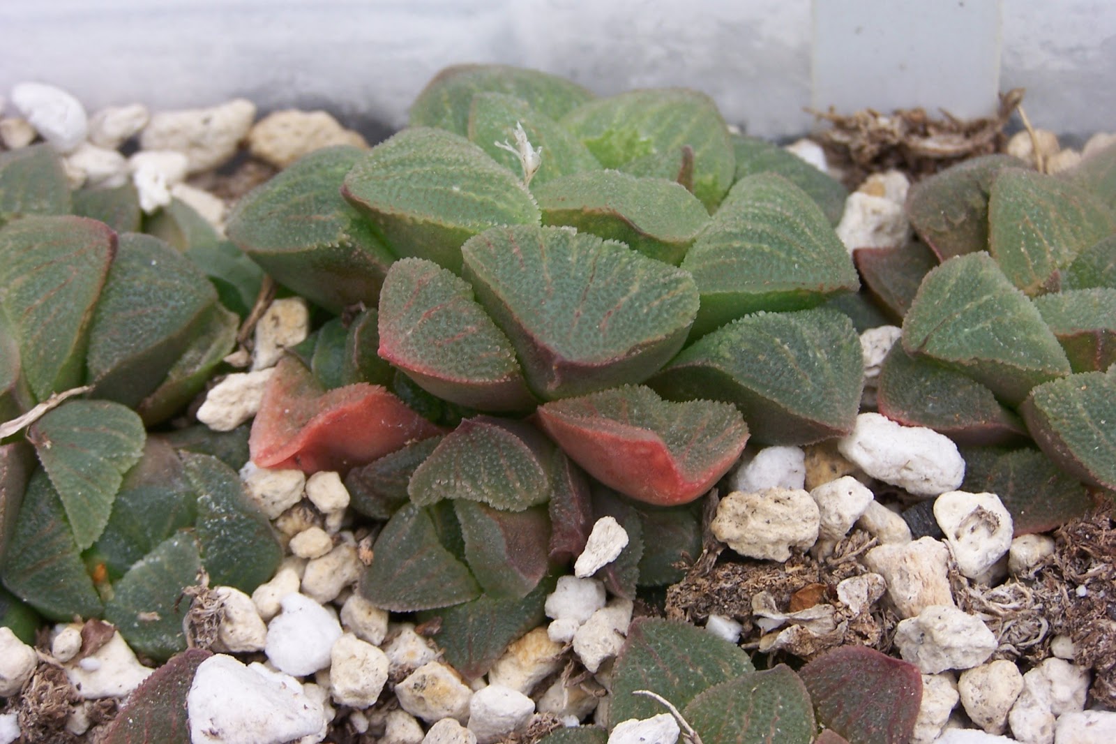 Oregon Cactus Blog: Haworthia pygmaea var. pygmaea
