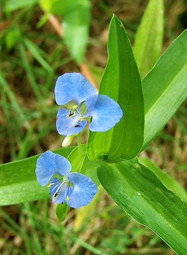 PLANTAS MEDICINALES: SUELDA CON SUELDA (Commelina nudiflora L.)