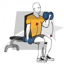 Como hacer Curl sentado y con mancuernas - te ves genial