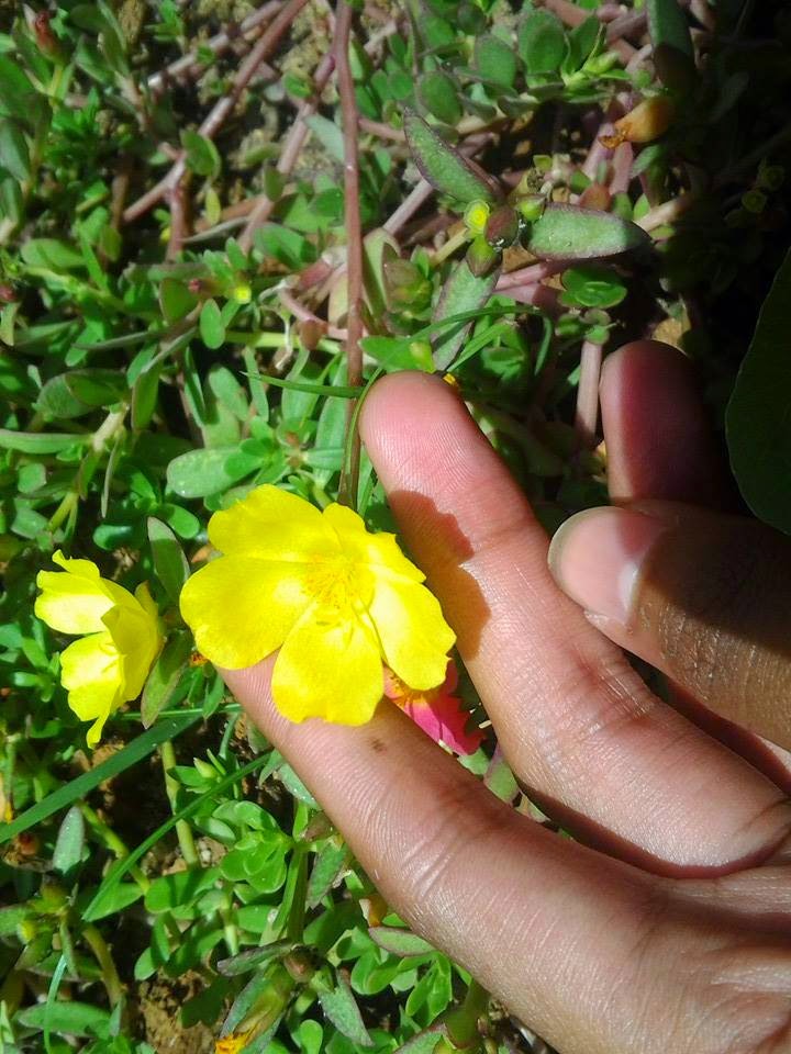 Tren 54+ Bunga Jam 9, Gambar Bunga