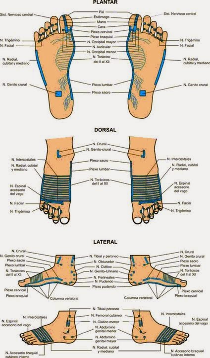 PODOLOGIA: LOS PIES SOBRE LA TIERRA #homeconsultingroom: REFLEXOLOGIA ...