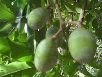 biojojo: Kenari/ Canarium commune L.