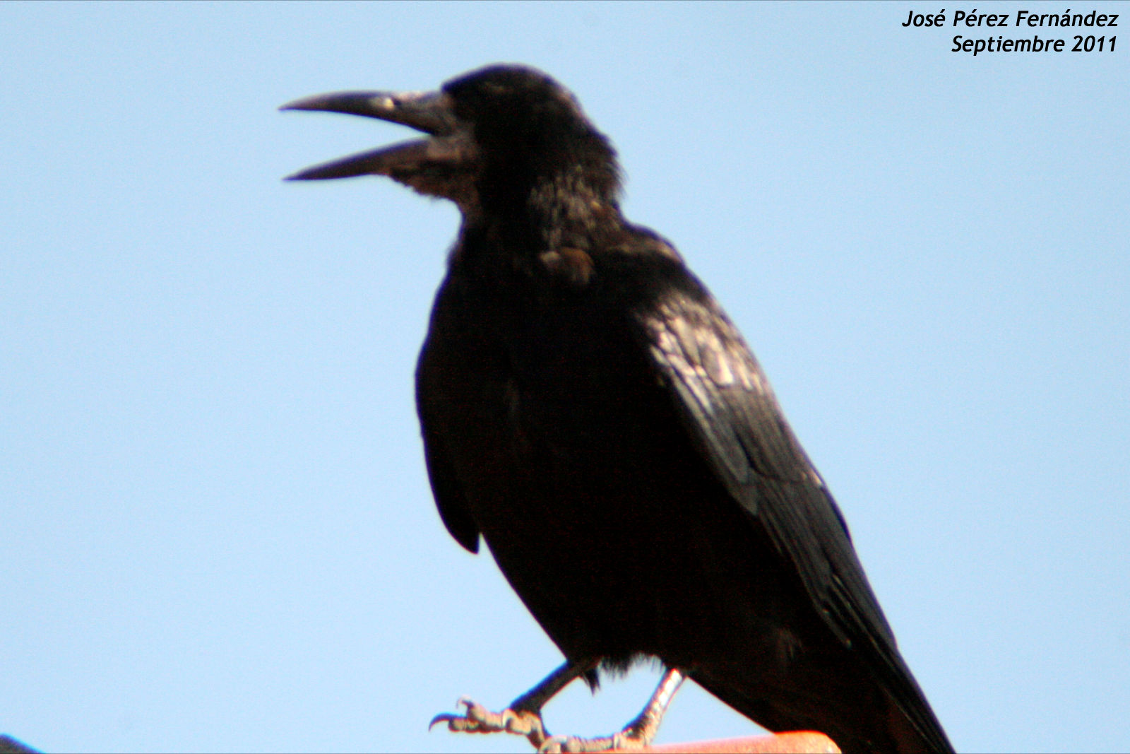 Pajareando: Grajas (Corvus frugilegus) de León (España). Rook, from ...