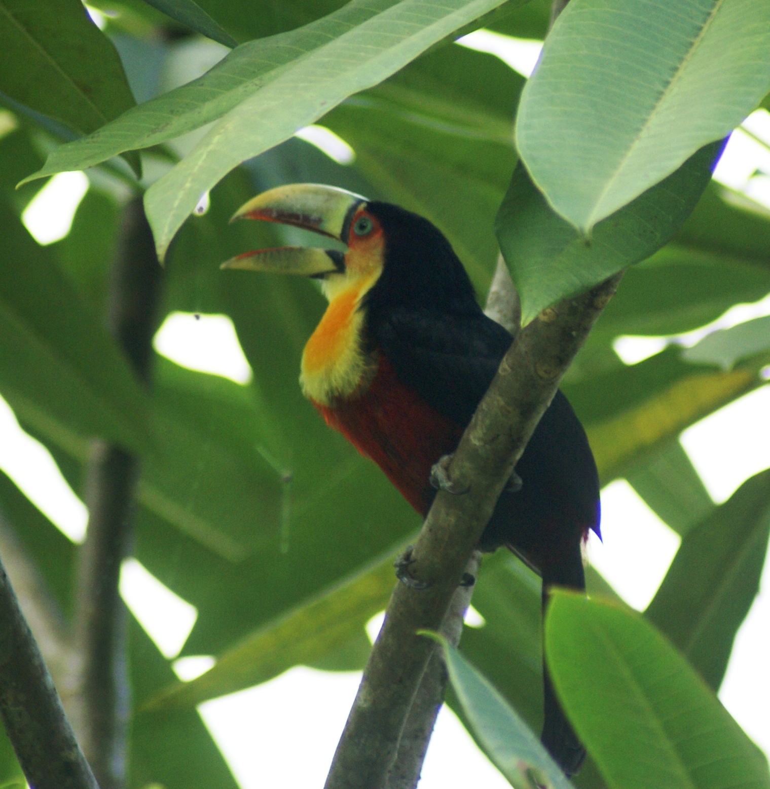 Tucano Da Mata Atlantica — MOJEDU