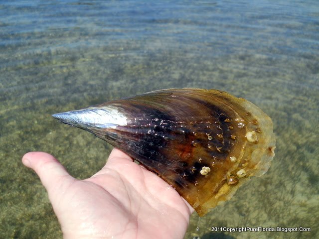 PURE FLORIDA: St. Joseph's Peninsula State Park
