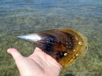 PURE FLORIDA: St. Joseph's Peninsula State Park