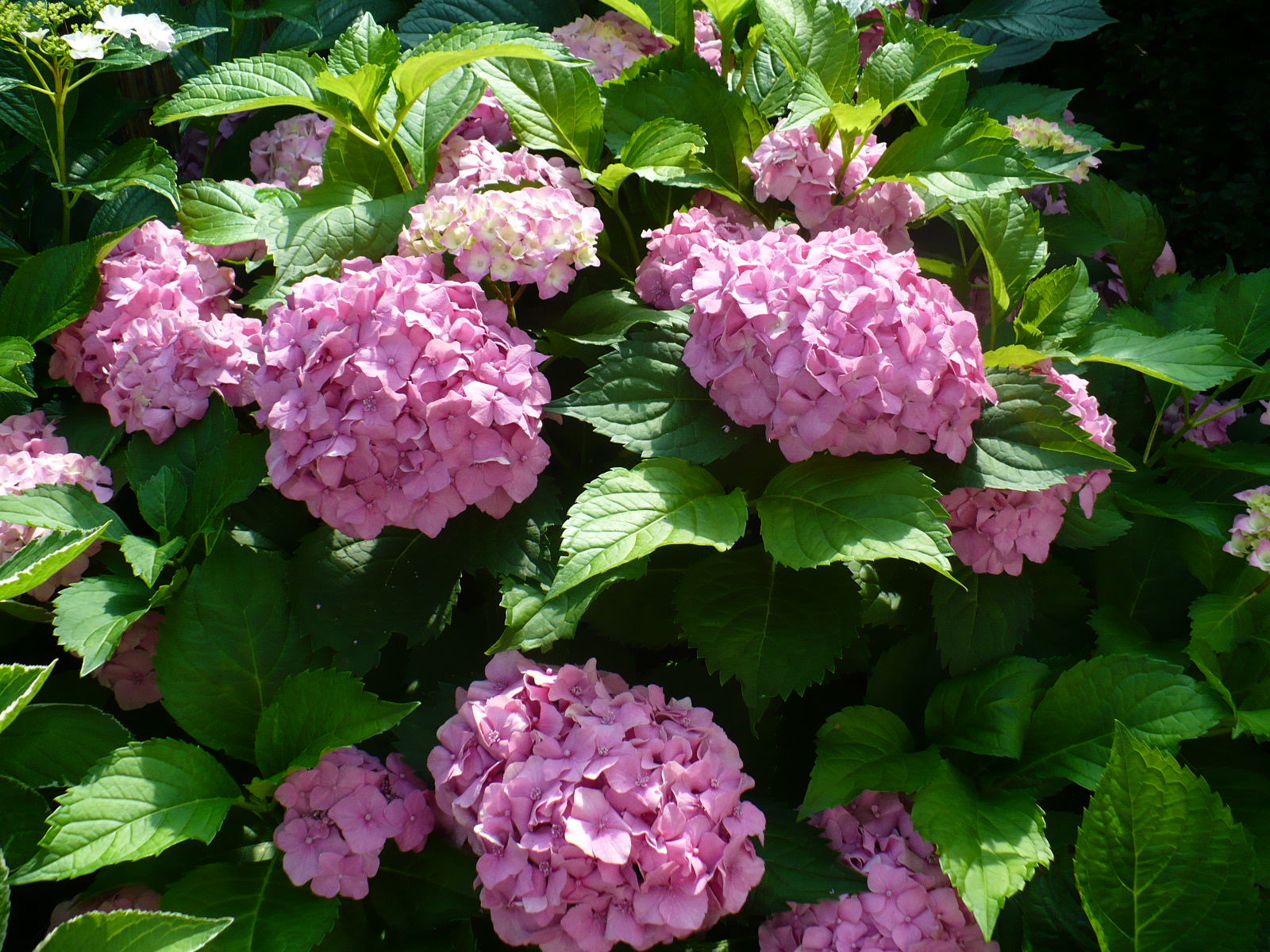 Hydrangea, Hortensja: Hydrangea macrophylla (Hortensja ogrodowa) 'Altona'