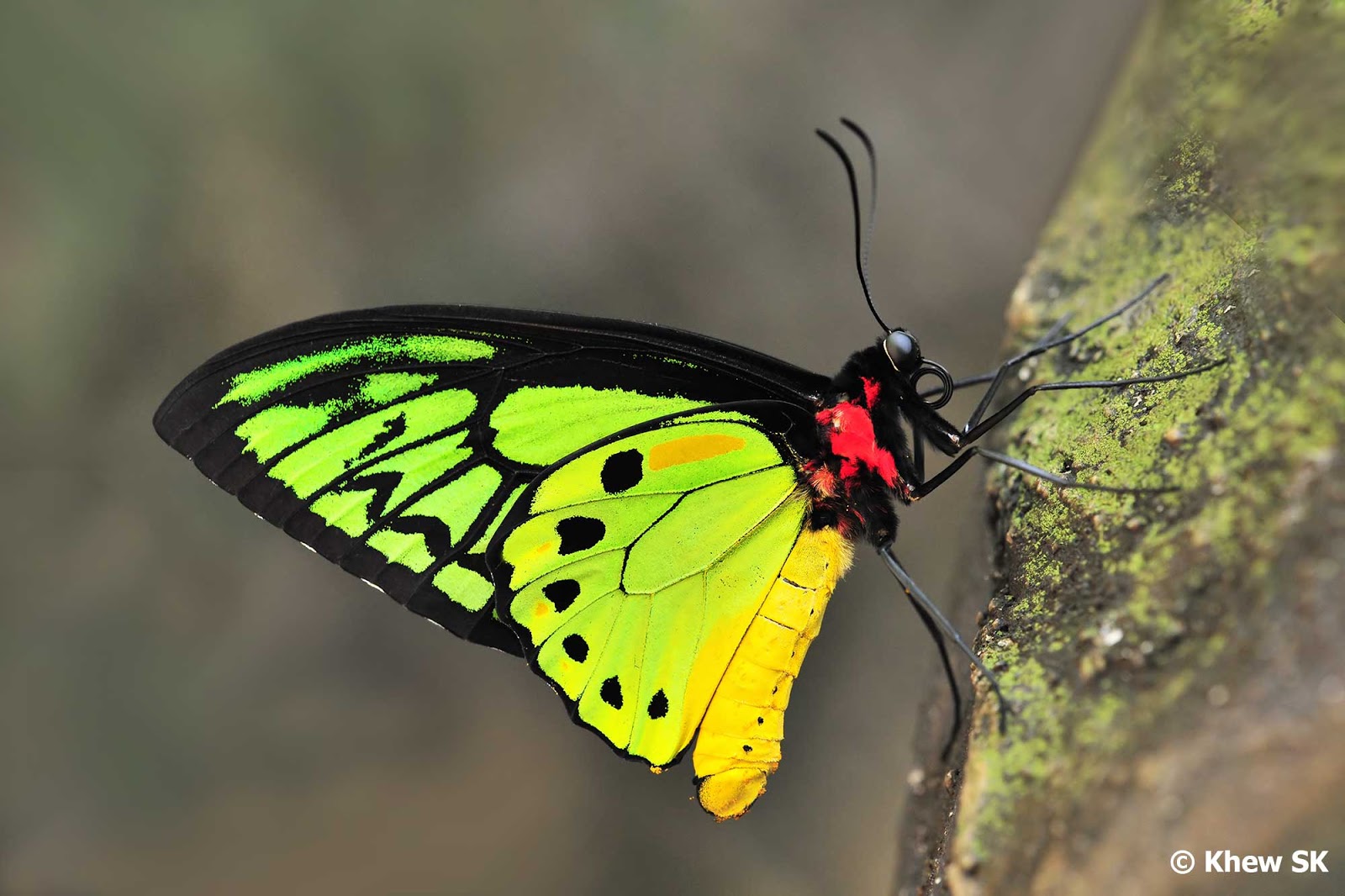 Butterflies of Singapore: Butterflies of Australia
