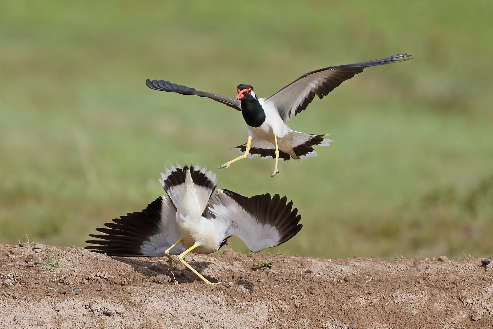 Red-wattled Lapwings