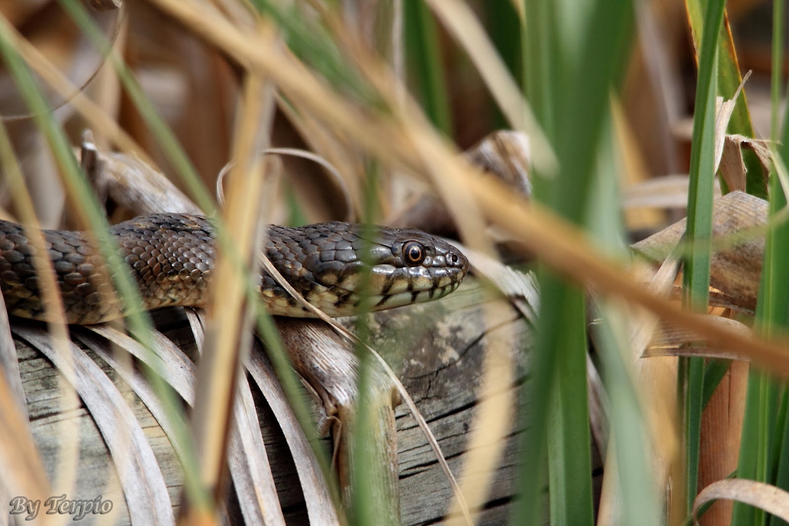 Viajes, Salidas, Naturaleza, (Fotografía).: Culebra Viperina (Natrix ...