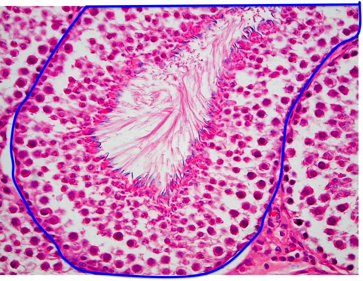 SOS BIOLOGIA CELULAR Y TISULAR