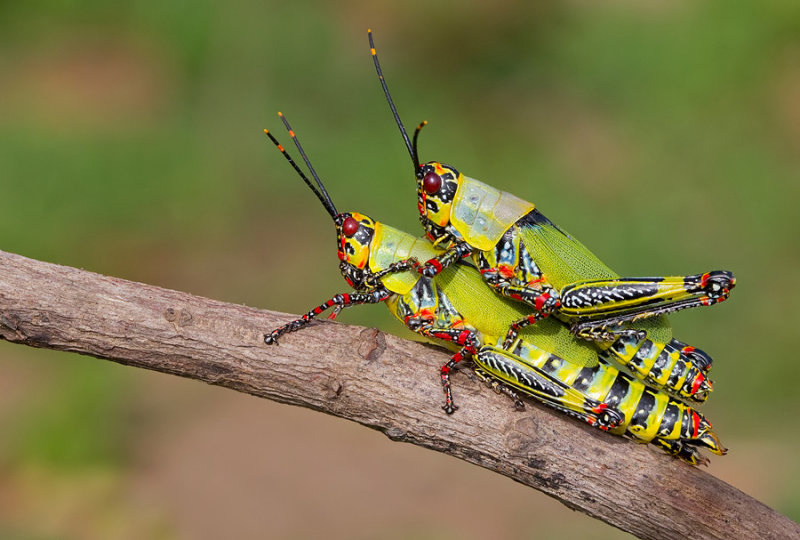 Flora Urbana: Criants criquets