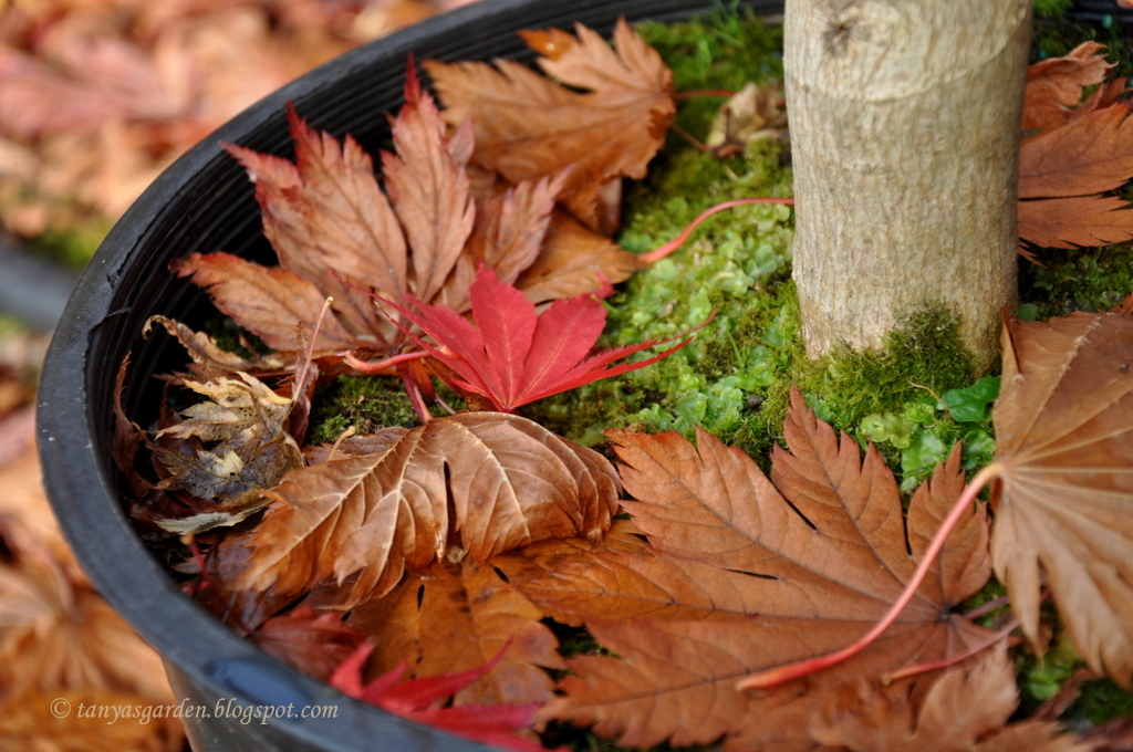 MySecretGarden: Japanese Maples. Picture Gallery