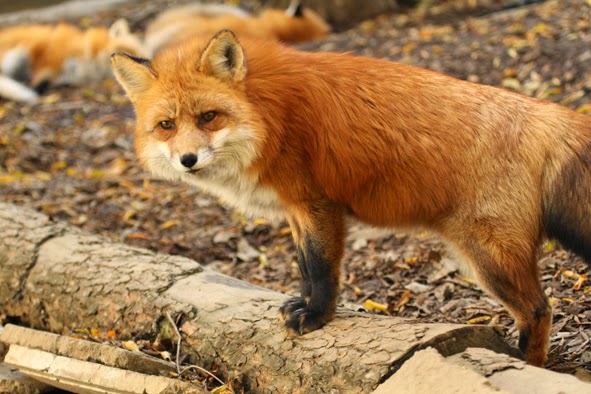 Zoos in Japan: Miyagi Zao Fox Village