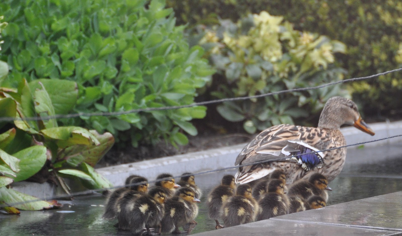 Chris in de haak: Eendjes/vakantie in eigen land/haakweer