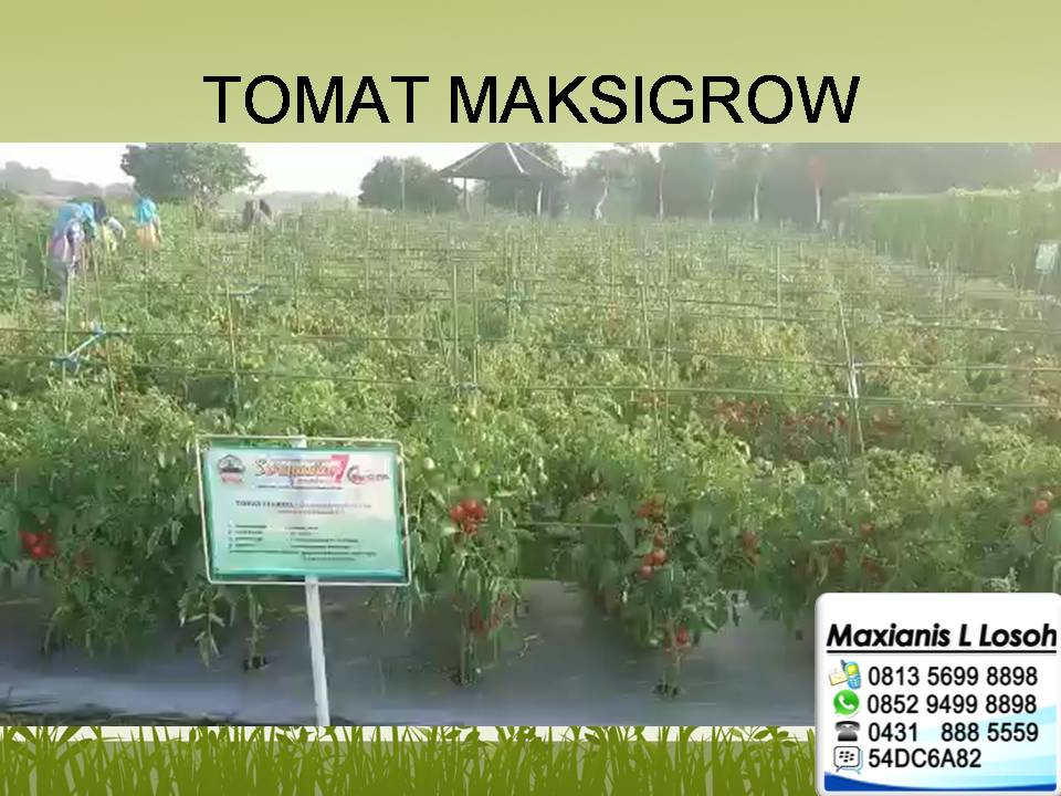 MaxiGrow Plus: Cara Cerdas Memanfaatkan Limbah Kolam Ikan untuk ...