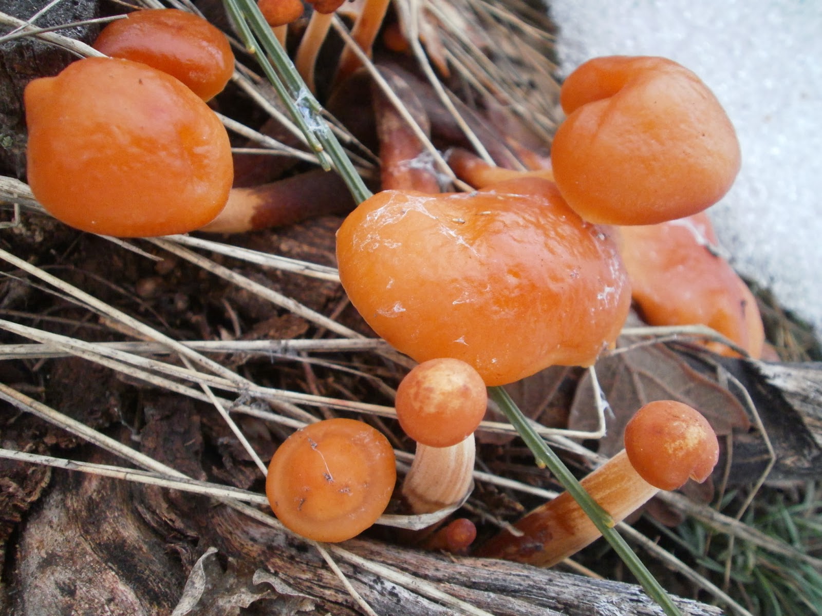 el maragato : EL OTOÑO DE LAS SETAS