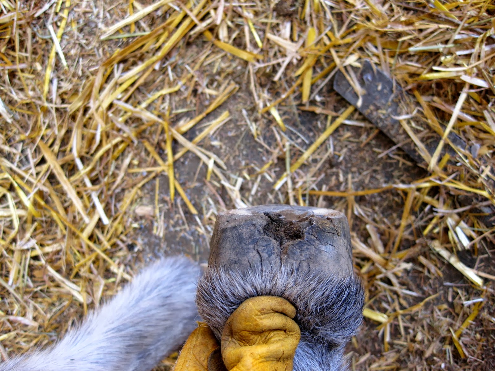 The Dancing Donkey: Donkey Feet - Emma