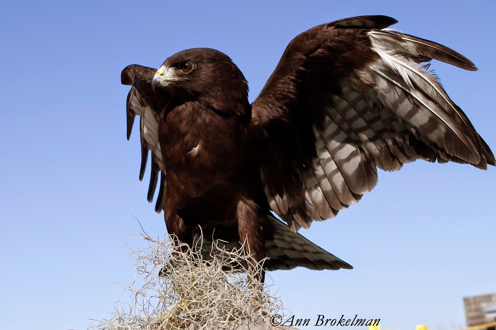 Ann Brokelman Photography: Short-tailed Hawk - Florida 2015 Captive