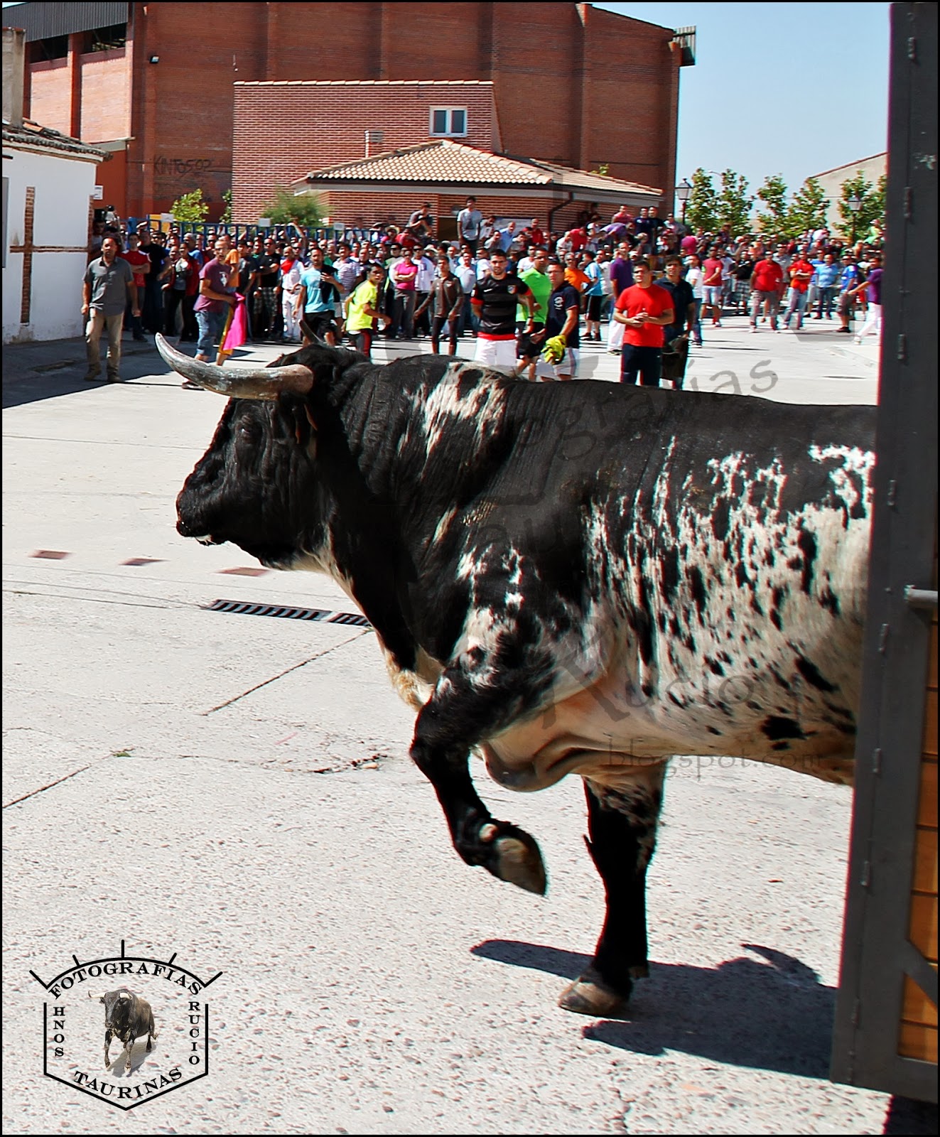 FOTOGRAFIAS TAURINAS HNOS RUCIO: 1º TORO DE CAJÓN SANTIUSTE DE SAN JUAN ...
