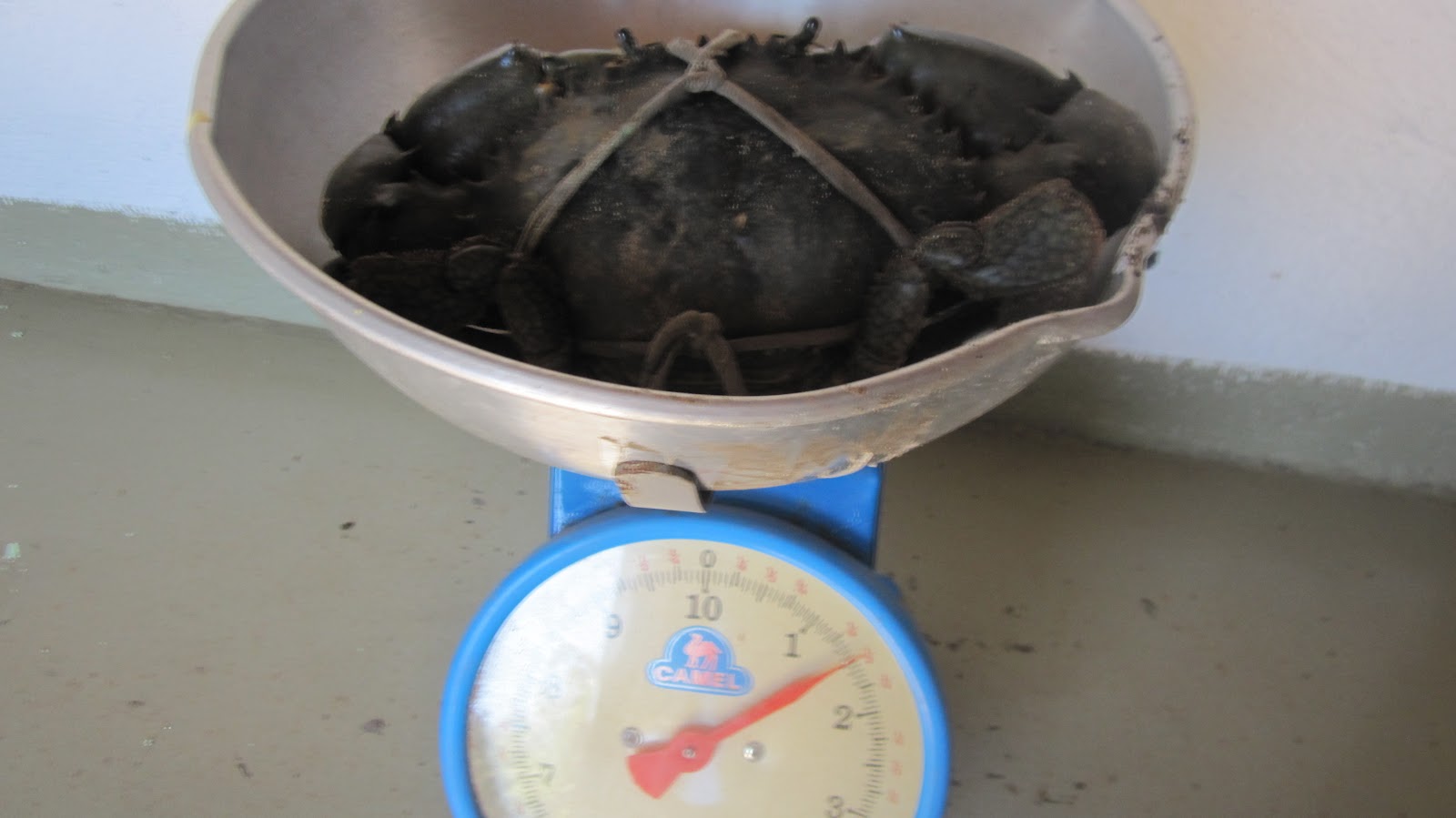 Crablets for Sale: Crablets for Sale