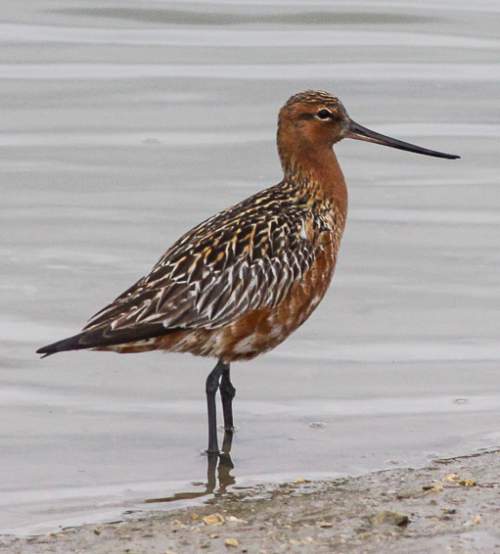Bar Tailed Godwit Migration