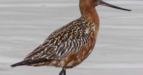 Bar-tailed godwit | Birds of India | Bird World