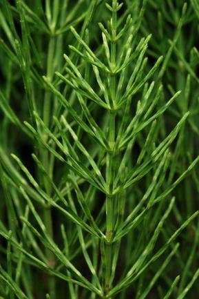 LUONNON VOIMAA: PELTOKORTE