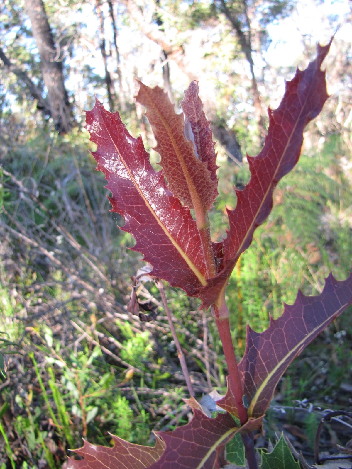 Sydney's Wildflowers and Native Plants: Xylomelum pyriforme - Woody Pear.