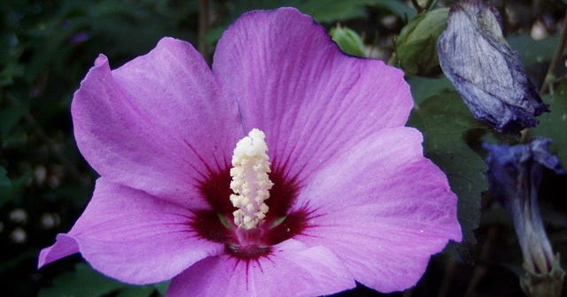 Mr Banwell Year 11 English: Purple Hibiscus Chapter 7