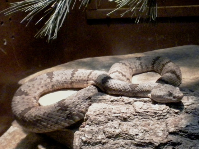 The Zoo Review: A Paper Tiger, a Defanged Snake