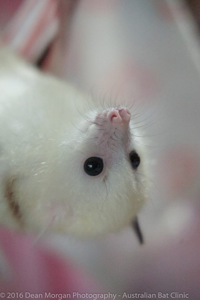 White Wolf : World Rarest Bat: Meet Very Unique Rescued Grey Headed ...