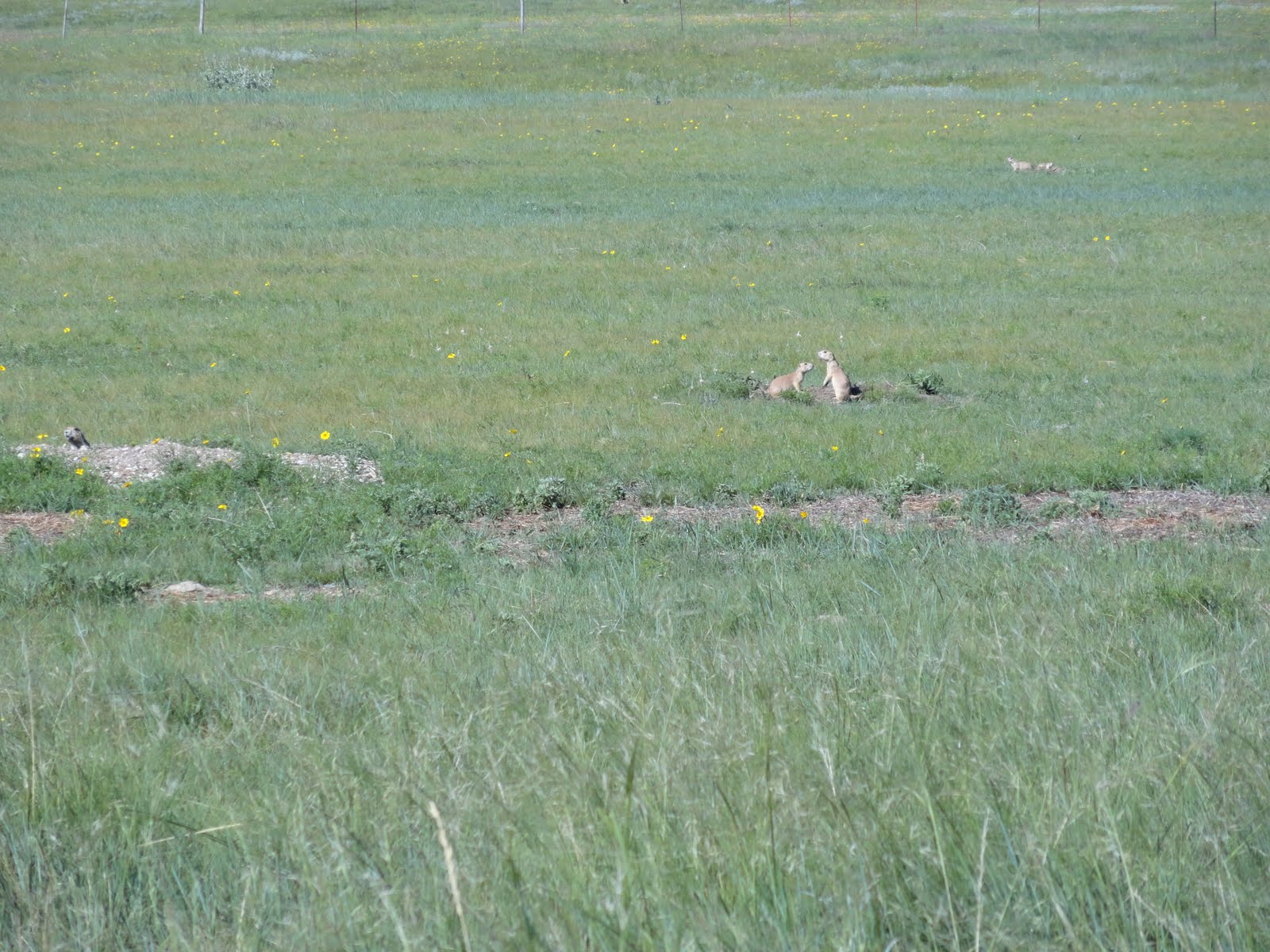 wohlersranch: Prairie rats