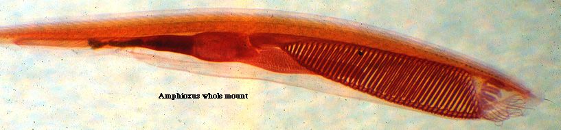 Biology of Animals: Branchiostoma sp. (amphioxus)