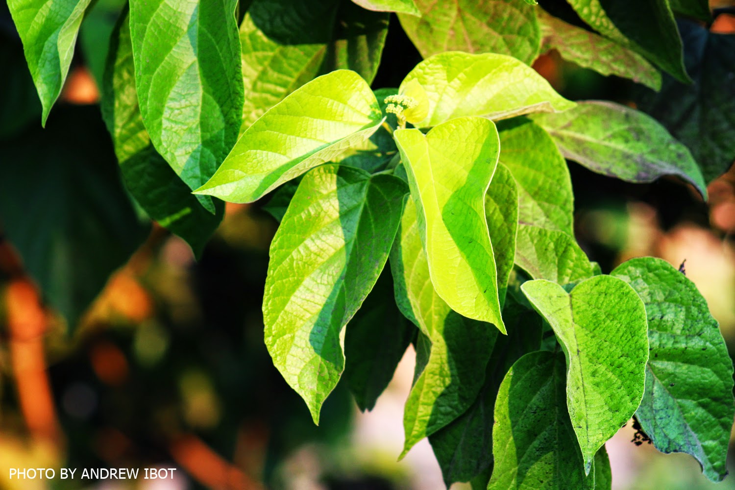 Ako si ANDREW IBOT!: Alagaw (Premna Odorata Blanco)