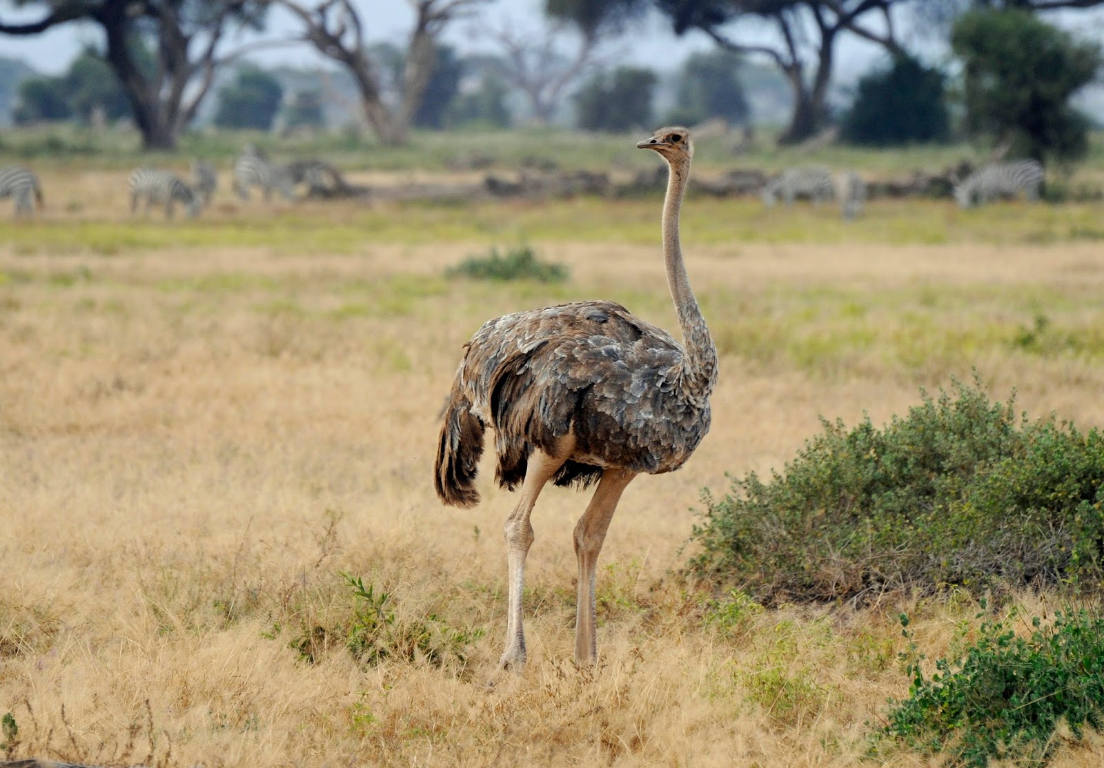 Ateliér prvoků / aktuální téma: SLAVONICE MP23: Pštros dvouprstý