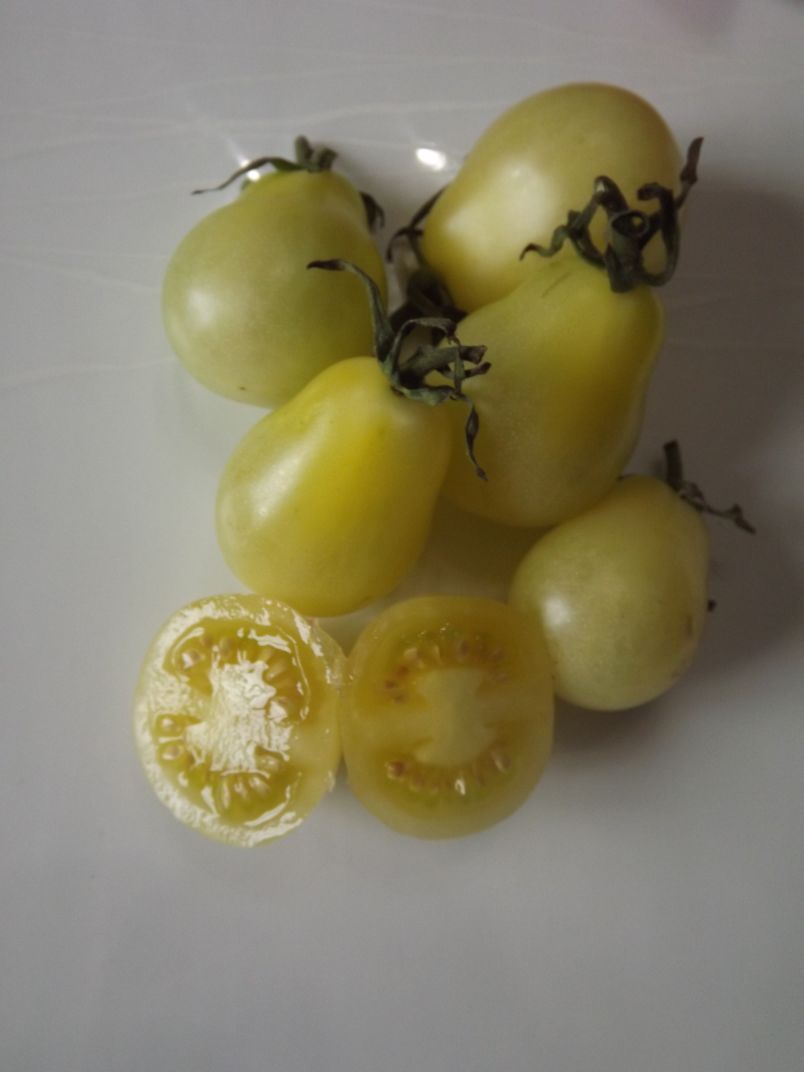 Mouse River: Tomatoes