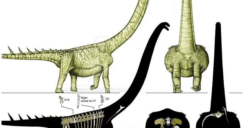 Species New to Science: [Paleontology • 2017] The Chinese Colossus: An ...