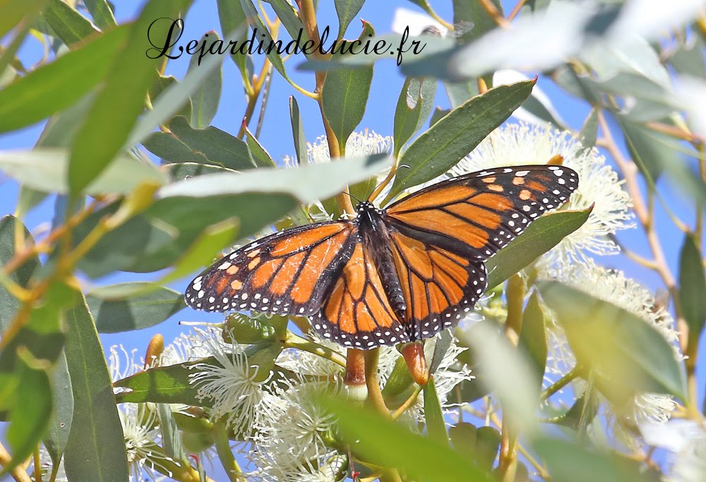 Danaus plexippus : papillon, chenille, chrysalide, en Australie.