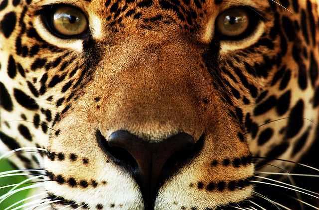 Papel De Parede Onça Pintada