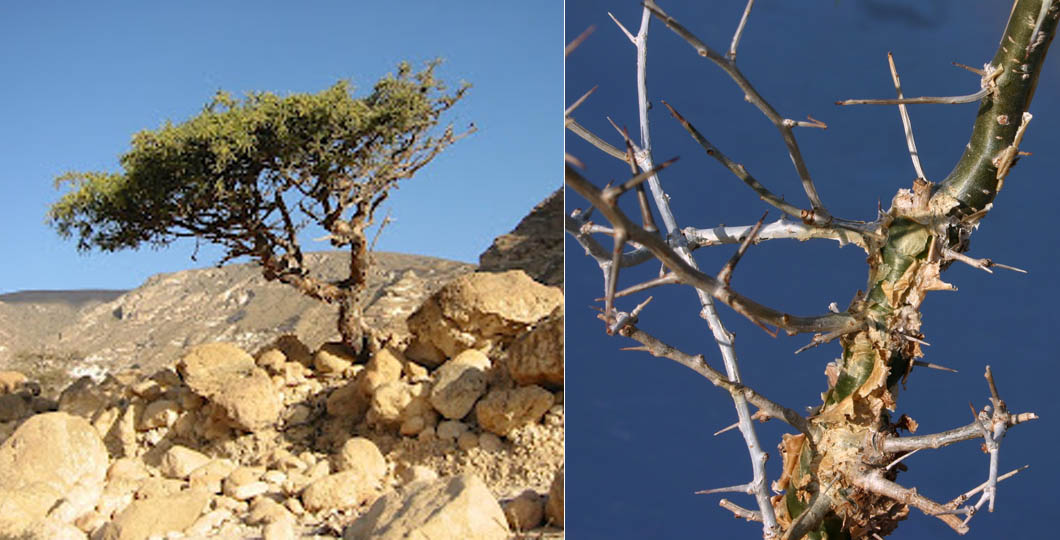 As Many Exceptions As Rules: One Myrrh-aculous Christmas Gift