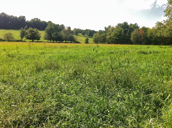Brooklynguy's Wine and Food Blog: Slope Farms Beef, Catskills NY - a ...